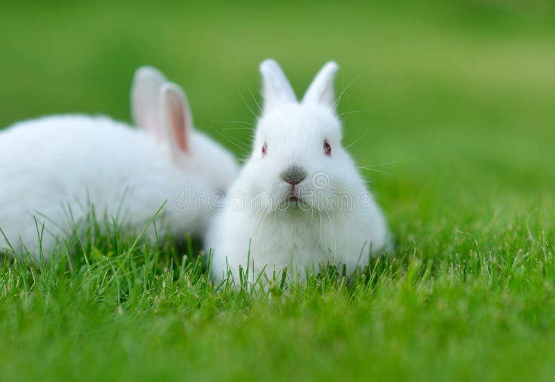 Funny Baby White Rabbit in Grass Stock Image - Image of baby, fluff ...
