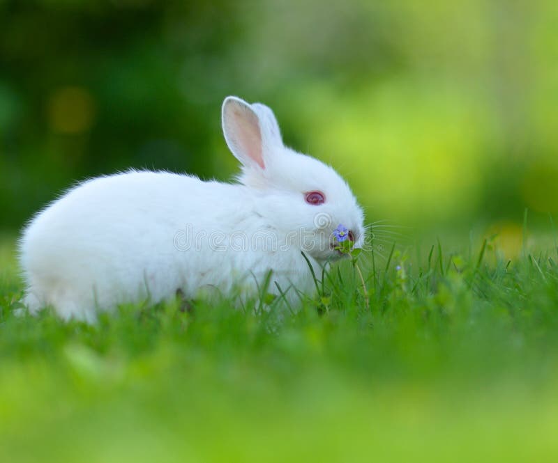 Funny Baby White Rabbit in Grass Stock Photo - Image of green, furry ...