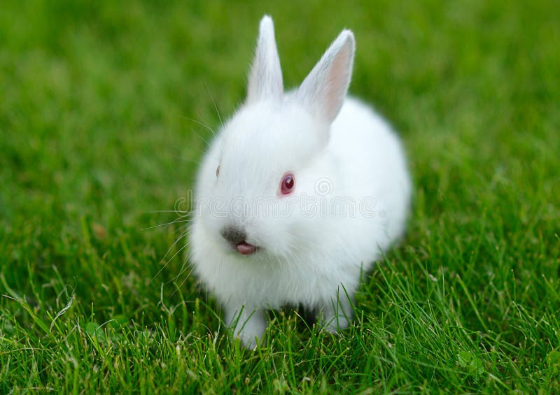 Funny Baby White Rabbit in Grass Stock Image - Image of cuddly, fleecy ...