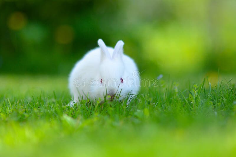 Funny Baby White Rabbit in Grass Stock Photo - Image of funny, animal ...