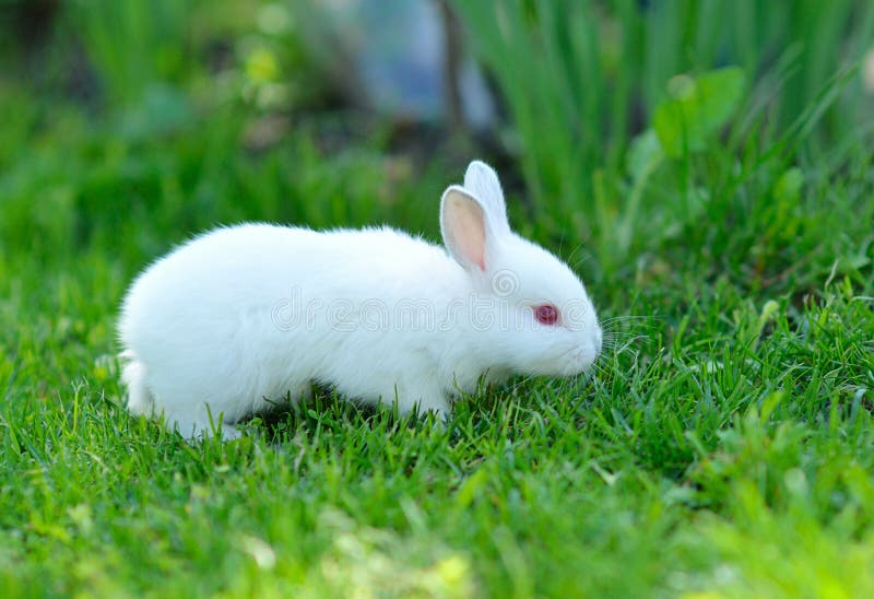 Funny Baby White Rabbit in Grass Stock Image - Image of nature, eating ...