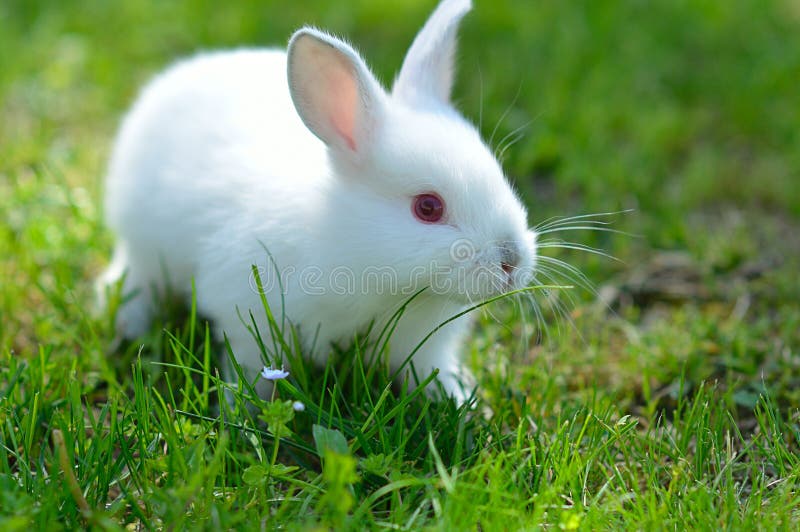 Funny Baby White Rabbit in Grass Stock Image - Image of fluffy ...