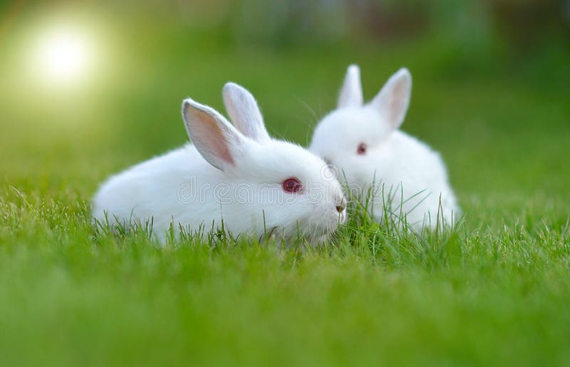 Baby White Rabbit Pictures