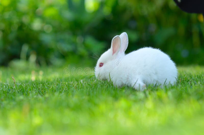 Funny Baby White Rabbit in Grass Stock Photo - Image of flowers, rodent ...