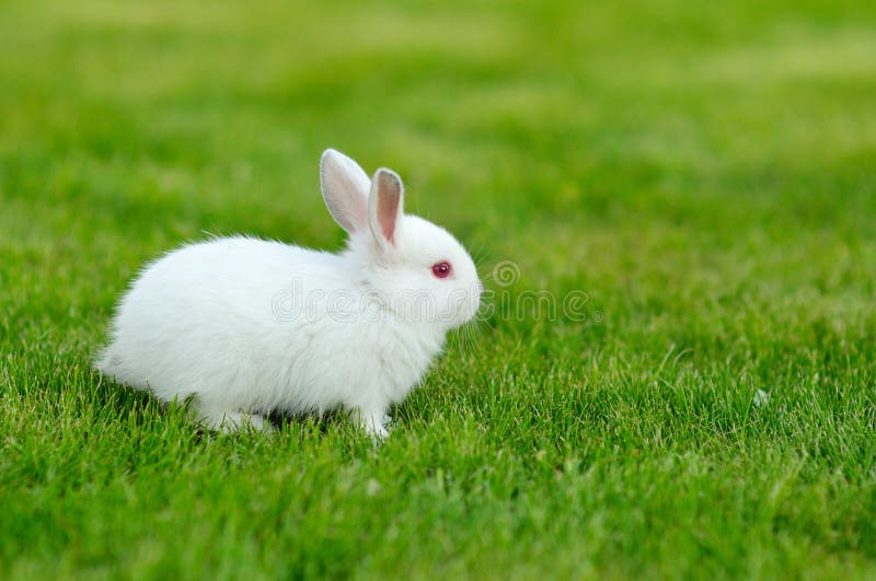 Funny Baby White Rabbit in Grass Stock Image - Image of wildlife, green ...