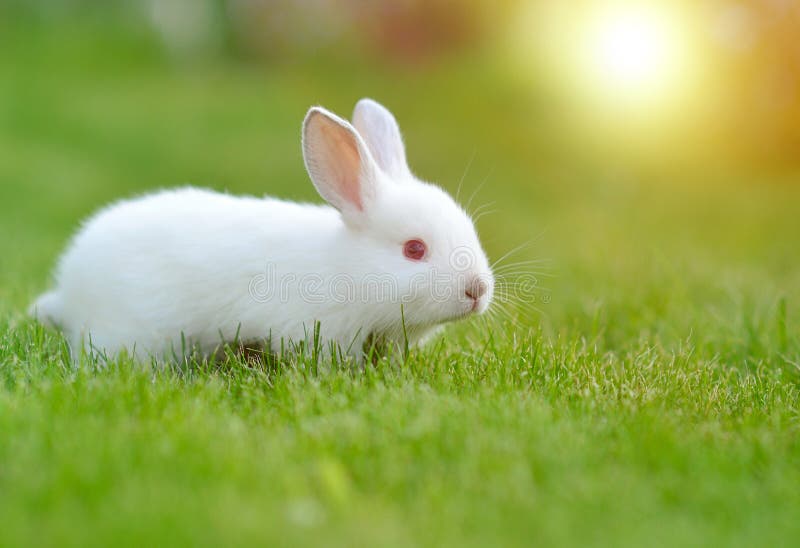 Funny Baby White Rabbit in Grass Stock Image - Image of eating, puppy ...