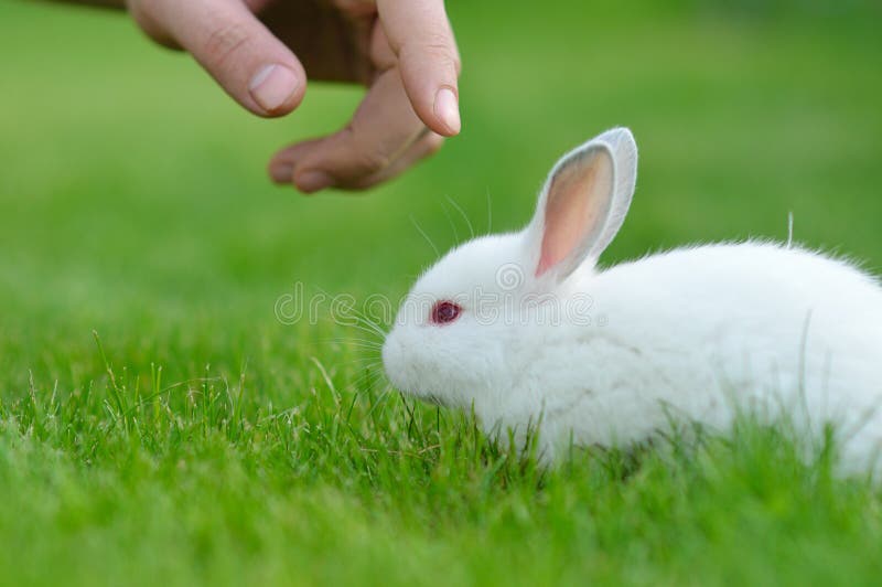 White Baby-rabbit in Woman S Hands Stock Image - Image of baby, care ...