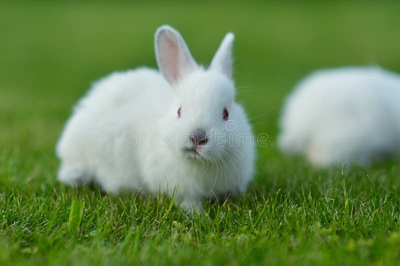 Funny Baby White Rabbit in Grass Stock Image - Image of cute, bunny ...