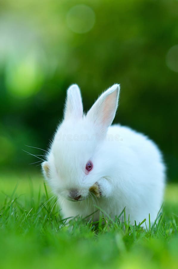 White rabbit on the grass stock image. Image of farm, bunny - 1747633