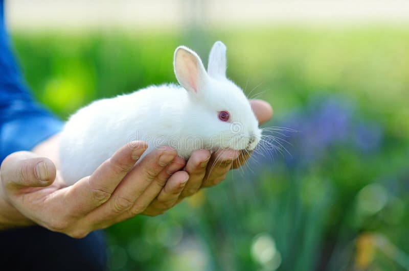 Funny Baby White Rabbit in the Hands of a Man Stock Photo - Image of ...