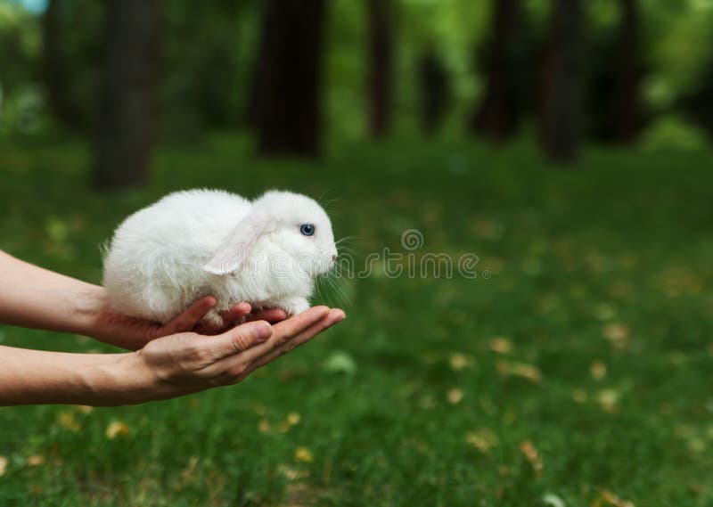 Funny Baby White Rabbit on Human Hand in Grass Stock Photo - Image of ...