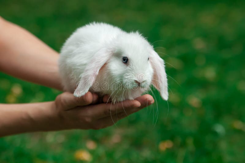 Funny Baby White Rabbit on Human Hand in Grass Stock Image - Image of ...