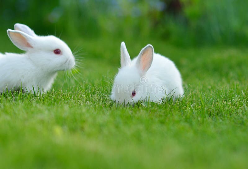 Rabbits in grass stock photo. Image of fauna, natural - 16158926