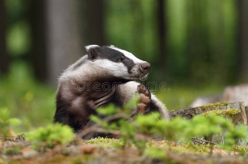 Badger Cubs playing stock image. Image of meles, mammal - 18346949