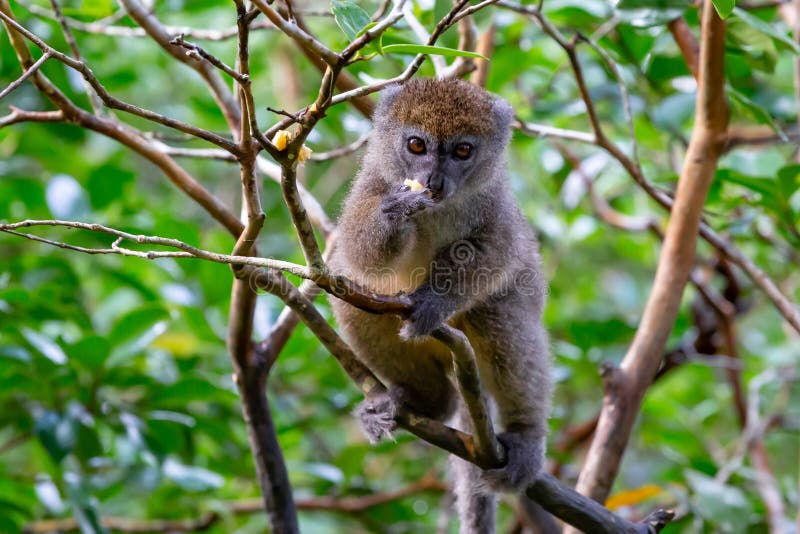 Funny Bamboo Lemurs on a Tree Branch Watch the Visitors Stock Image ...