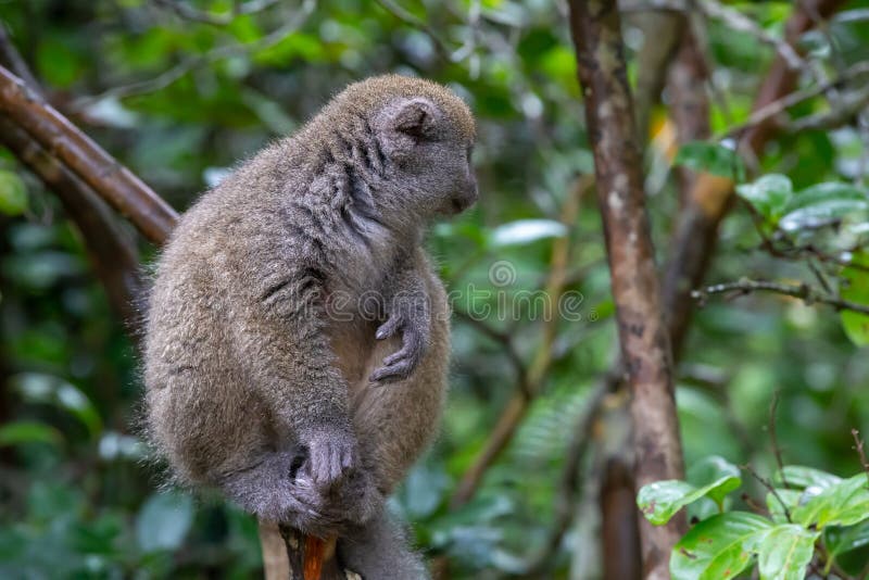 Funny Bamboo Lemurs on a Tree Branch Watch the Visitors Stock Image ...