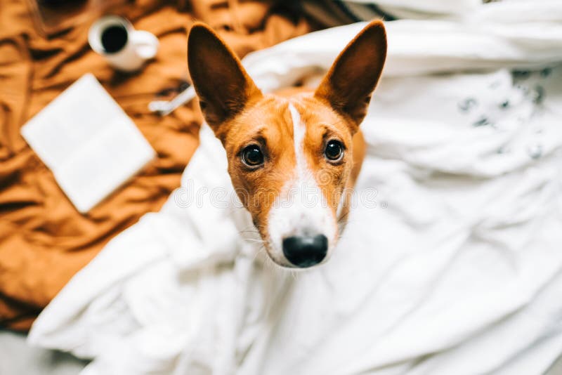 Funny Basenji Dog Looking Sitting on a Bed and Looking on Camera Stock ...