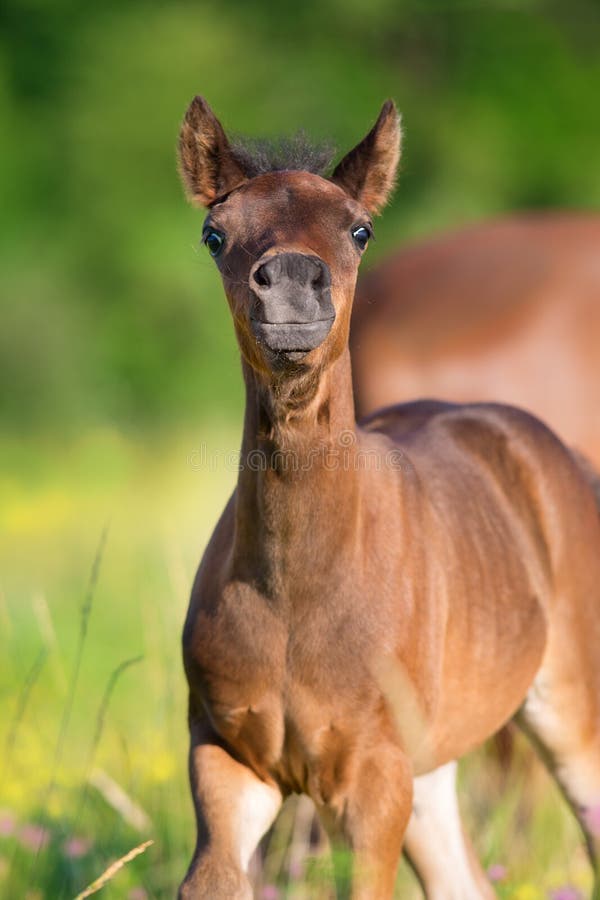 Funny bay foal stock image. Image of color, beauty, chestnut - 121486155