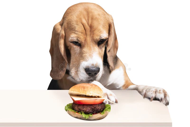 Funny Beagle Dog Looks at an Appetizing Burger on the Table Stock Photo ...