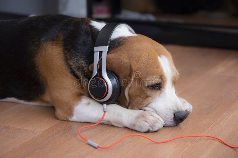 Beagle Dog Wearing Headphones Stock Image - Image of bright, doggy ...