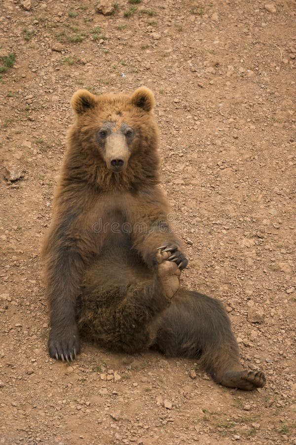 Funny bear stock image. Image of funny, touching, bear - 96304953