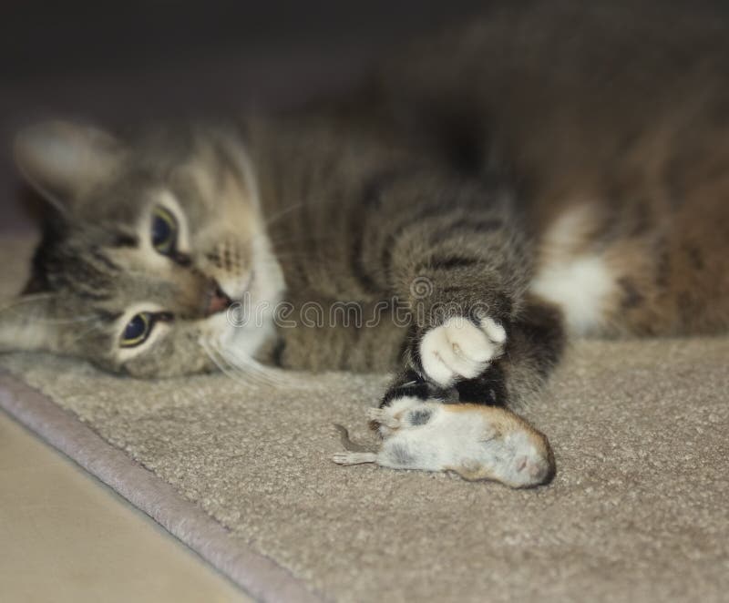 Funny Beautiful Cat Playing with a Mouse. Selective Focus. Focus on ...