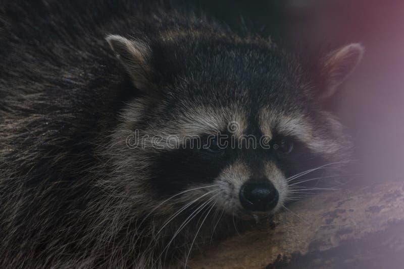 Funny Beautiful Fluffy Cute Raccoon Stock Image - Image of raccoons ...