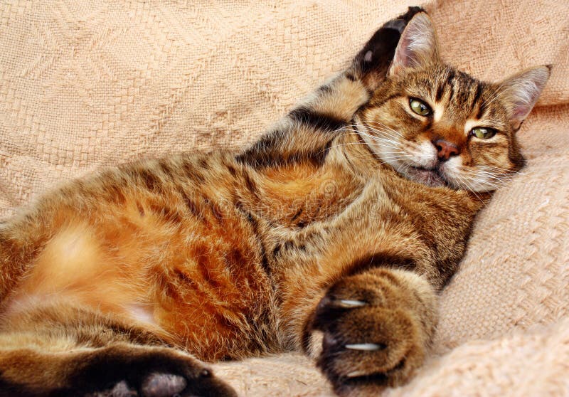 Funny Beautiful, Happy, Big Cat Looking and Lying Stock Image - Image ...