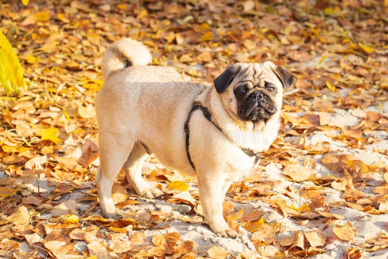 Funny Beautiful Pug in Autumn Park Stock Image - Image of purebred ...