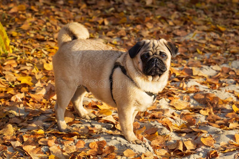 Funny Beautiful Pug in Autumn Park Stock Photo - Image of sitting ...