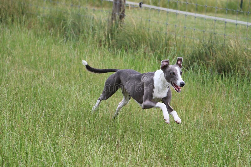 1,364 Running Whippet Stock Photos - Free & Royalty-Free Stock Photos ...