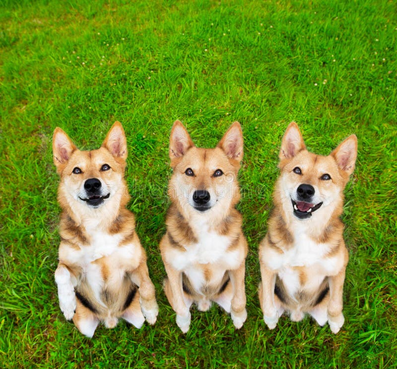 Begging dog stock photo. Image of trick, breed, looking - 36104504