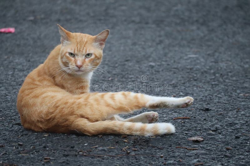 Funny Behavior of Wild Cats Stock Photo - Image of carnivore, wildcat ...