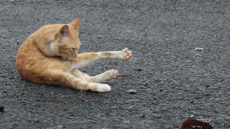Funny Behavior of Yellow Bathing Stock Video - Video of natured, green ...