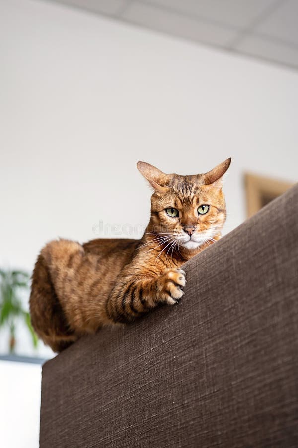 Funny Bengal Cat Lying on Back of Couch Stock Photo - Image of comic ...