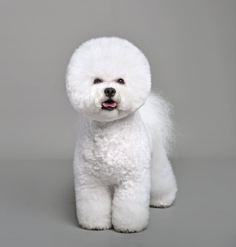 426 Bichon Frise Head Stock Photos - Free & Royalty-Free Stock Photos ...