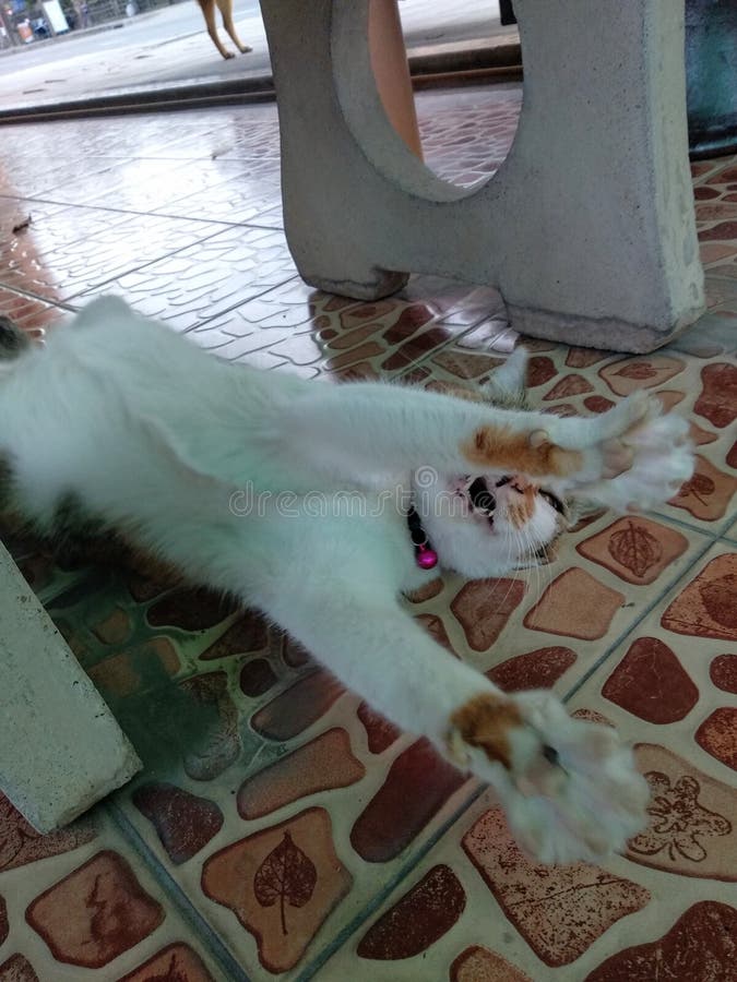 She funny stock photo. Image of animal, sleep, funny - 117690974