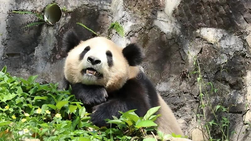 Close Up Giant Panda in Chengdu Panda Base, China Stock Footage - Video ...
