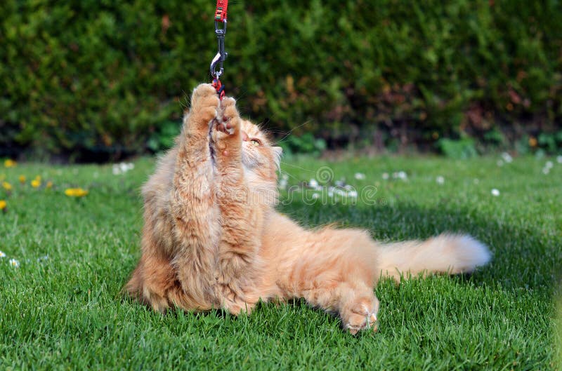 Funny Big Ginger Cat Playing Game Stock Image - Image of instinct ...