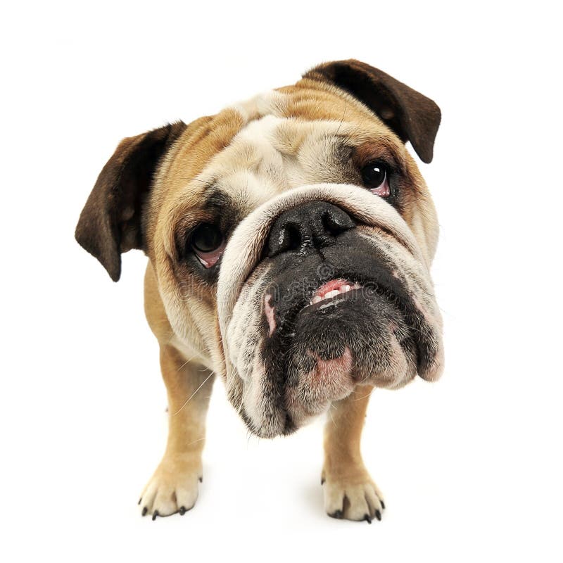 Funny Big Head Bulldog Portrait in a White Studio Stock Photo - Image ...