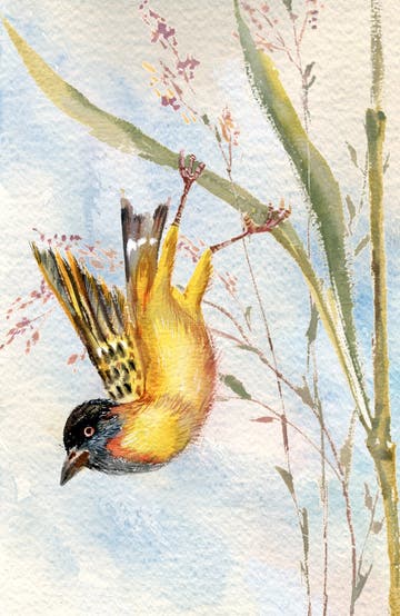 Stalk Grass Stock Illustrations – 6,864 Stalk Grass Stock Illustrations ...