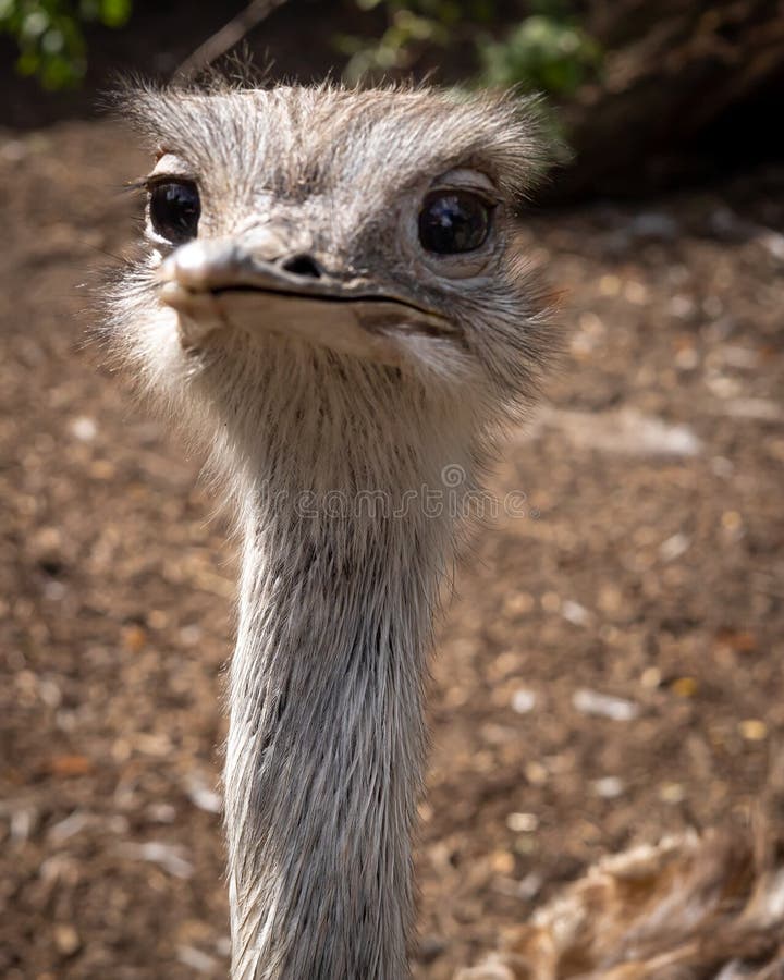 A funny bird face. stock photo. Image of cute, curious - 228641872