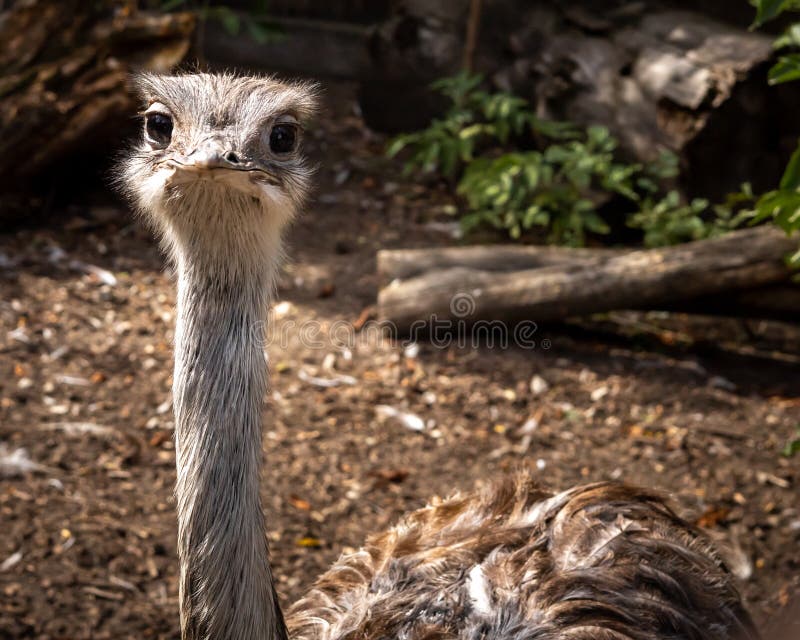 A Funny Bird Looking at the Camera. Stock Photo - Image of wild, head ...