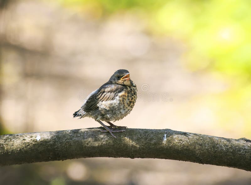 Funny Bird the Thrush is on the Tree, Revealing an Empty Stock Photo ...
