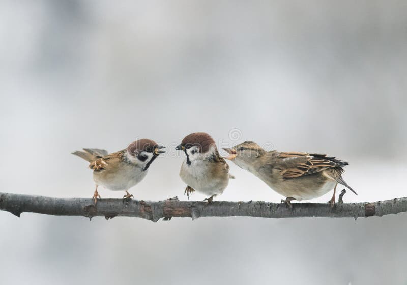 Funny Birds Arguing on a Branch in the Park Stock Image - Image of male ...