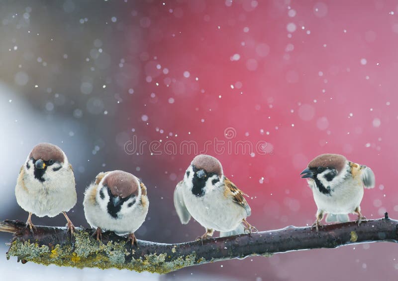 Funny Birds Funny Arguing in a Park during a Snowfall Stock Photo ...