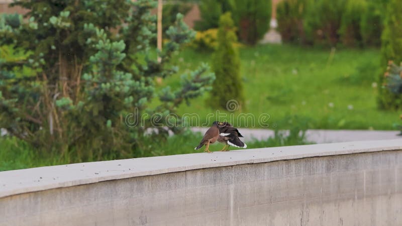 Funny Birds Slow Motion - 2 Starlings in Action Stock Footage - Video ...