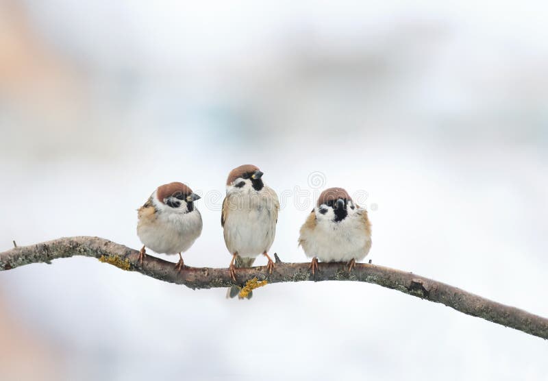 Funny Birds Sparrow Sitting on a Branch in Winter Stock Photo - Image ...