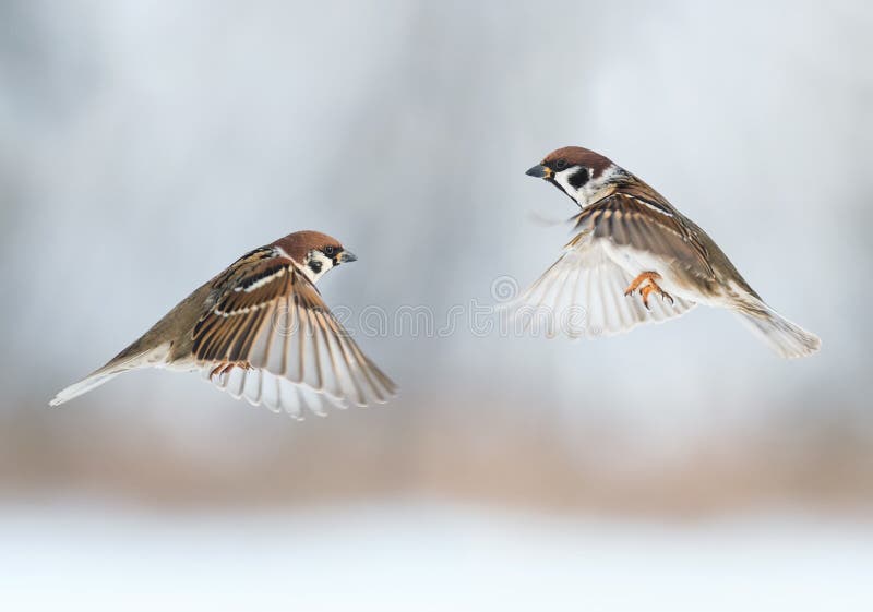 Birds Sparrows Flitting in the Air and Arguing in the Park Stock Photo ...