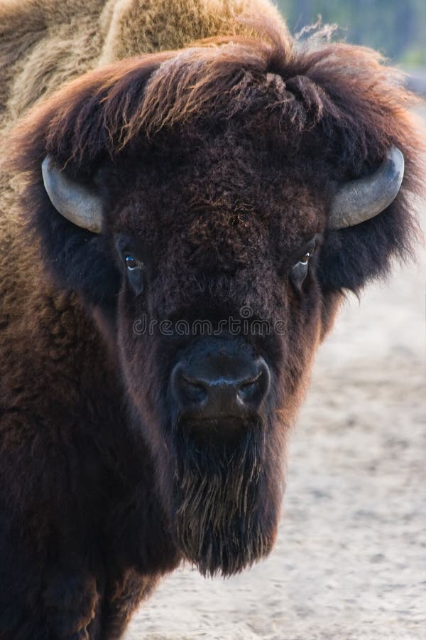 Funny Bisonportrait stock photo. Image of grazing, mammals - 11782980